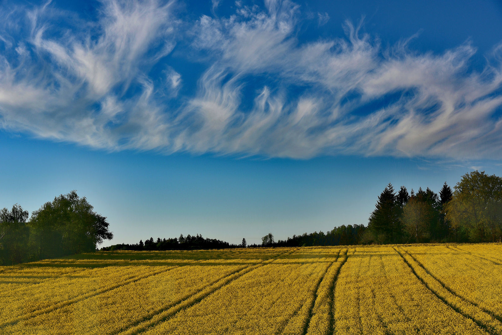 RAPSFELD Foto & Bild | landschaft, natur Bilder auf fotocommunity