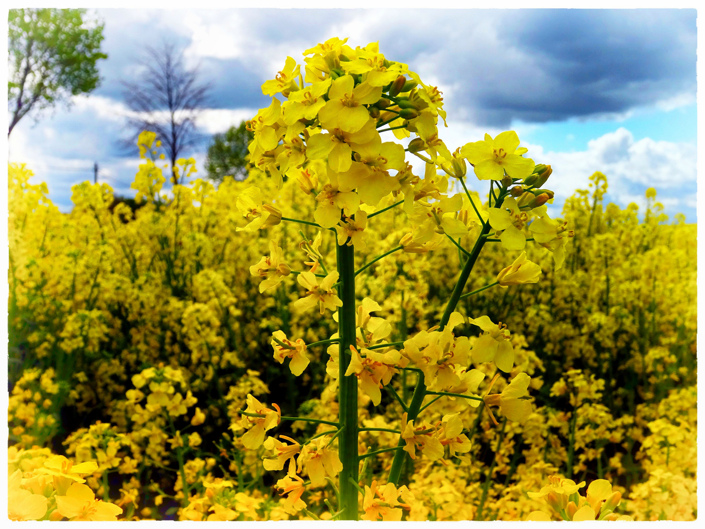 Rapsfeld Foto & Bild | felder, natur, landschaft Bilder auf fotocommunity