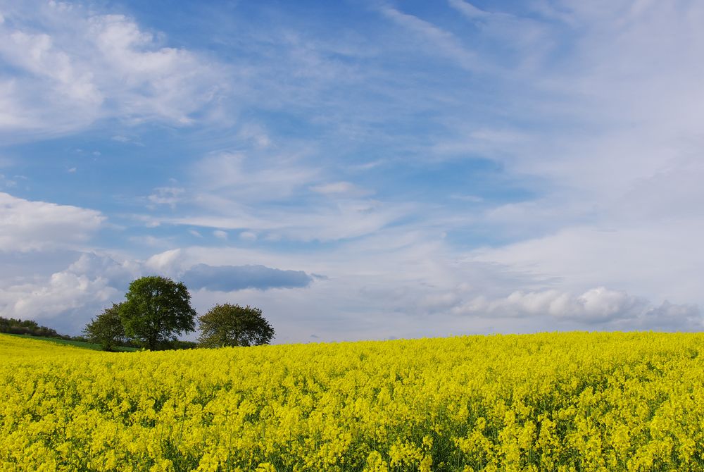 Rapsfeld Foto & Bild | landschaft, kulturlandschaften, raps Bilder auf ...