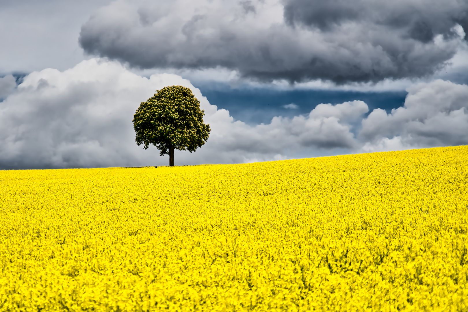 Rapsfeld Foto & Bild | monatswettbewerbe natur, 2021, 10 die erde ...