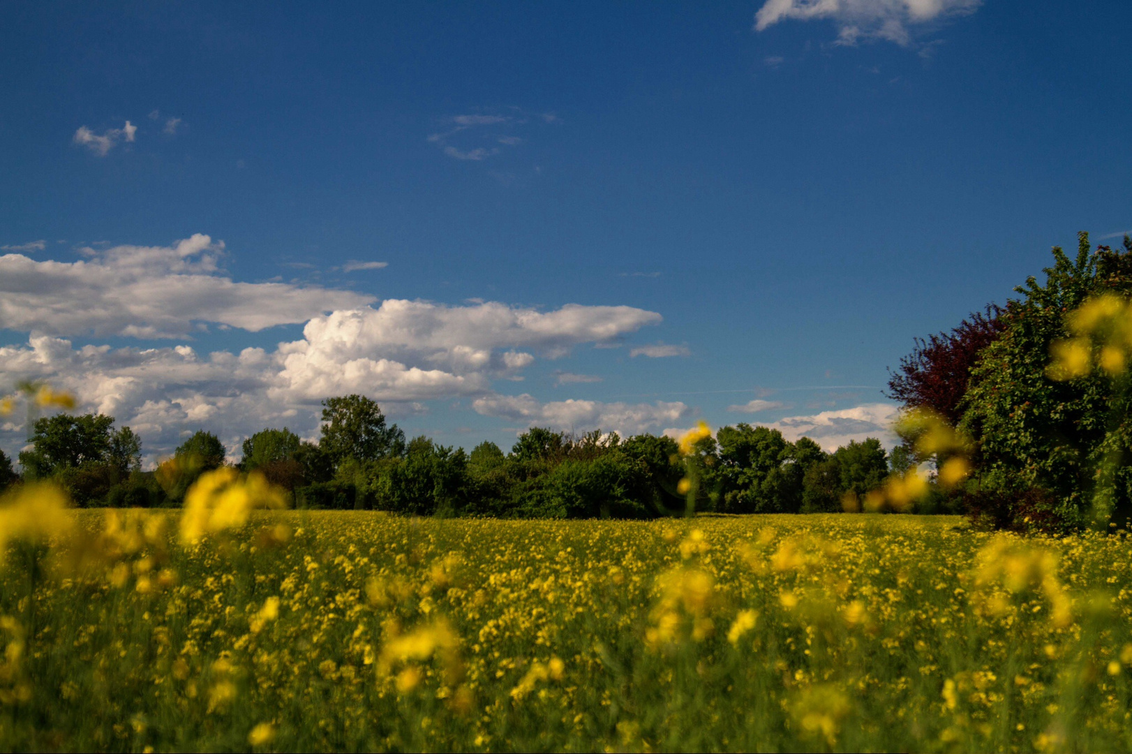 Rapsfeld Foto And Bild Landschaft Verschiedene Bilder Auf Fotocommunity