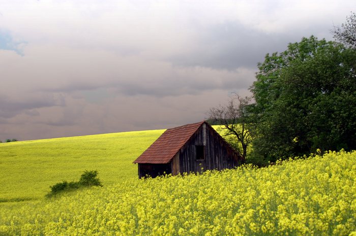 Rapsfeld Foto & Bild | landschaft, landschaften, natur Bilder auf ...