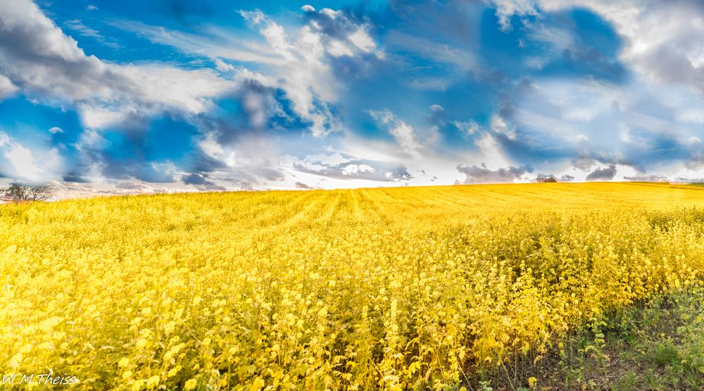 Rapsfeld Foto & Bild | art, world, spezial Bilder auf fotocommunity