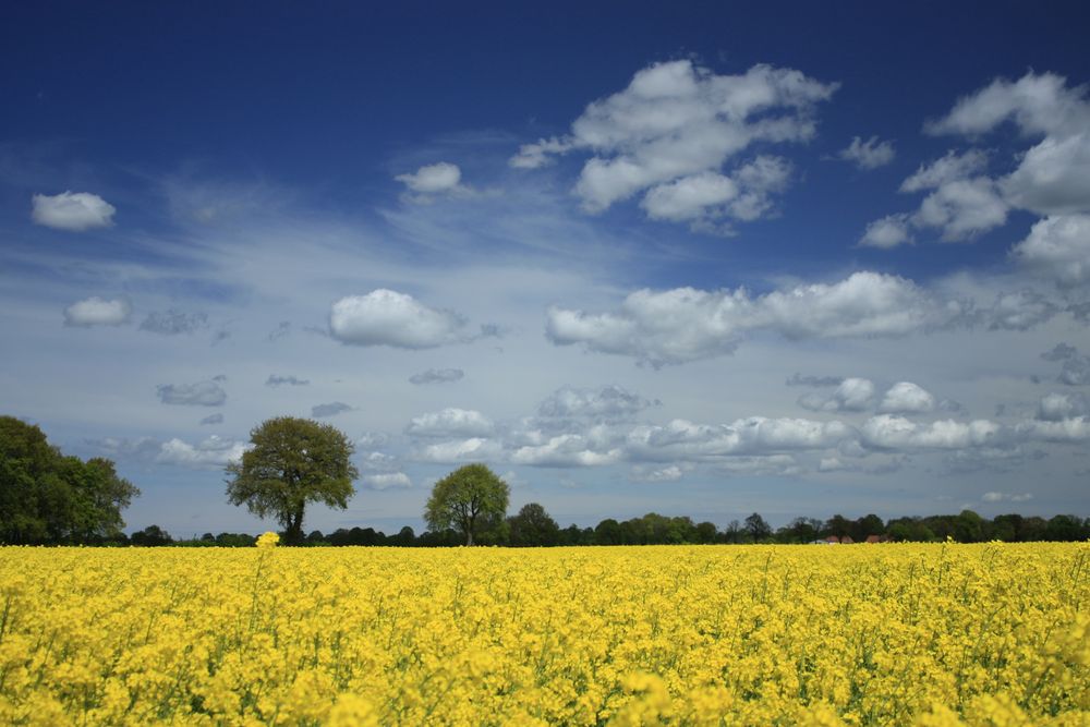 Rapsfeld Foto & Bild | landschaft, natur Bilder auf fotocommunity