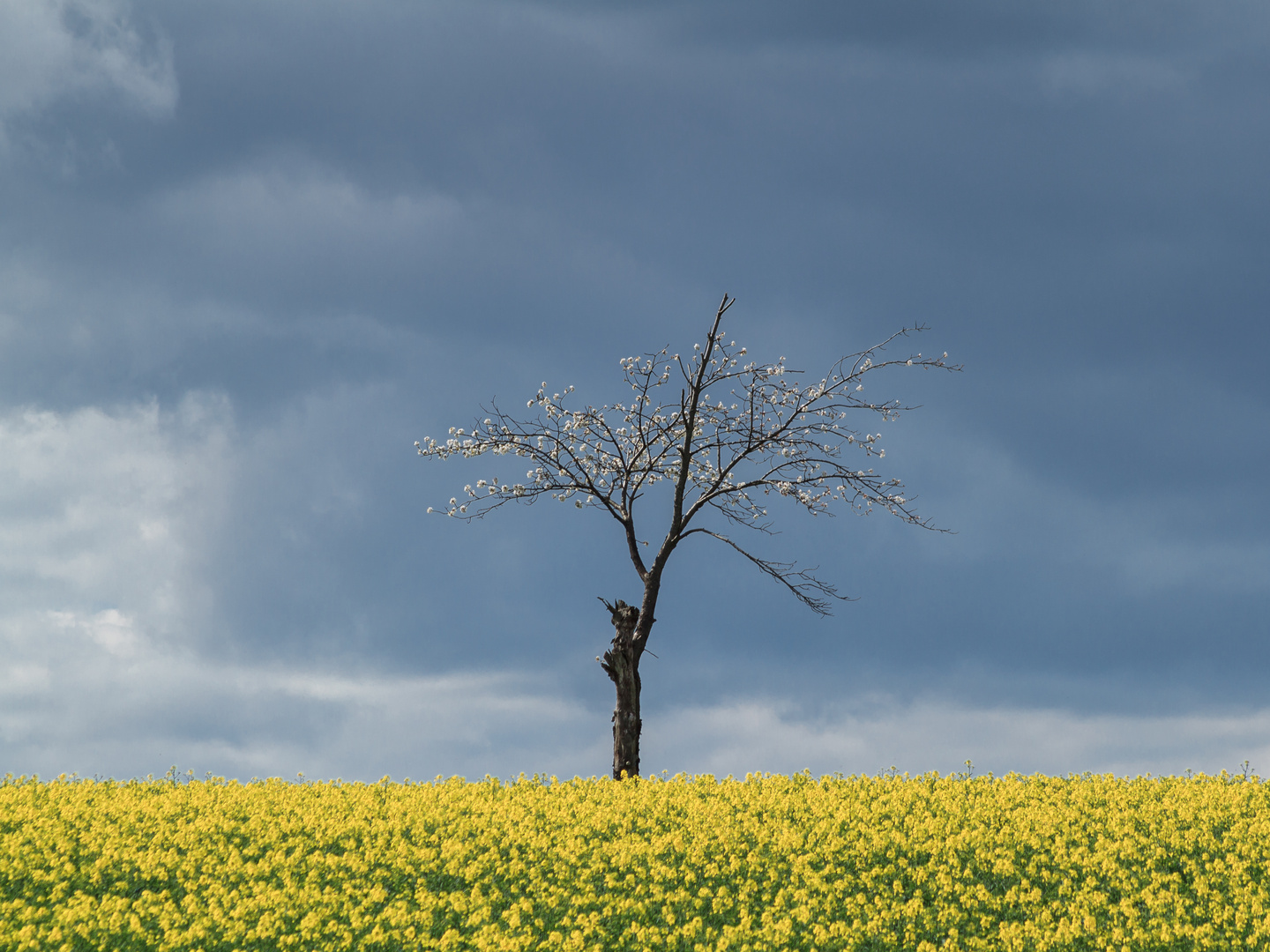 Rapsfeld Foto & Bild | pflanzen, pilze & flechten, landschaft, bäume ...