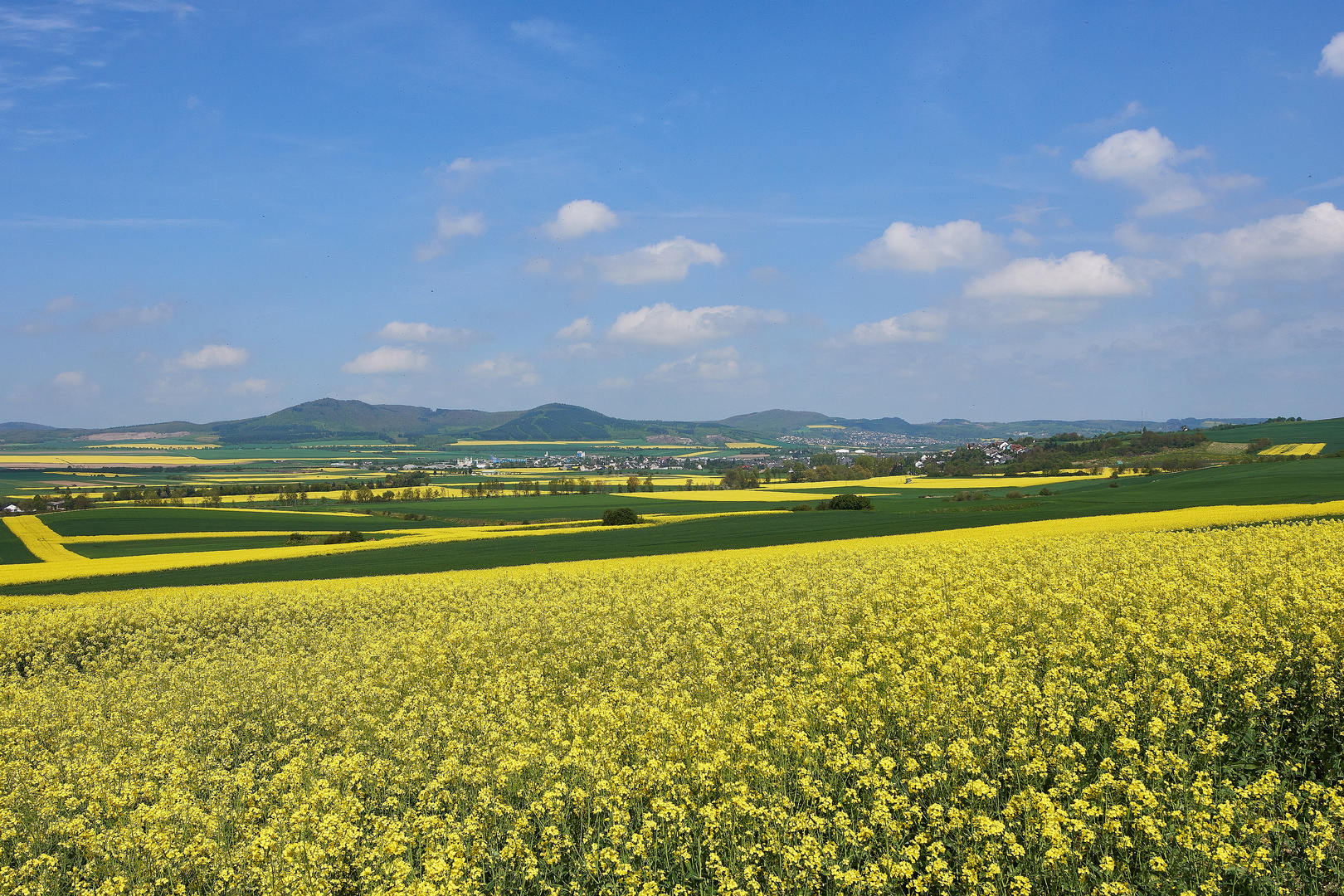 Rapsfeld Foto & Bild | deutschland, europe, rheinland-pfalz Bilder auf ...