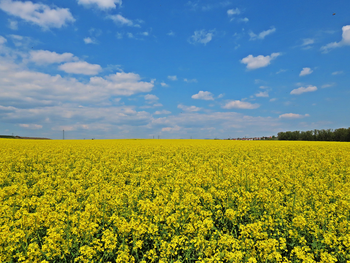 Rapsfeld Foto & Bild | deutschland, europe, hessen Bilder auf fotocommunity