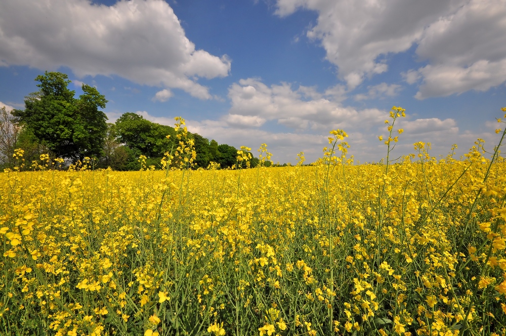 Rapsfeld.... Foto & Bild | landschaft, Äcker, felder & wiesen, raps ...