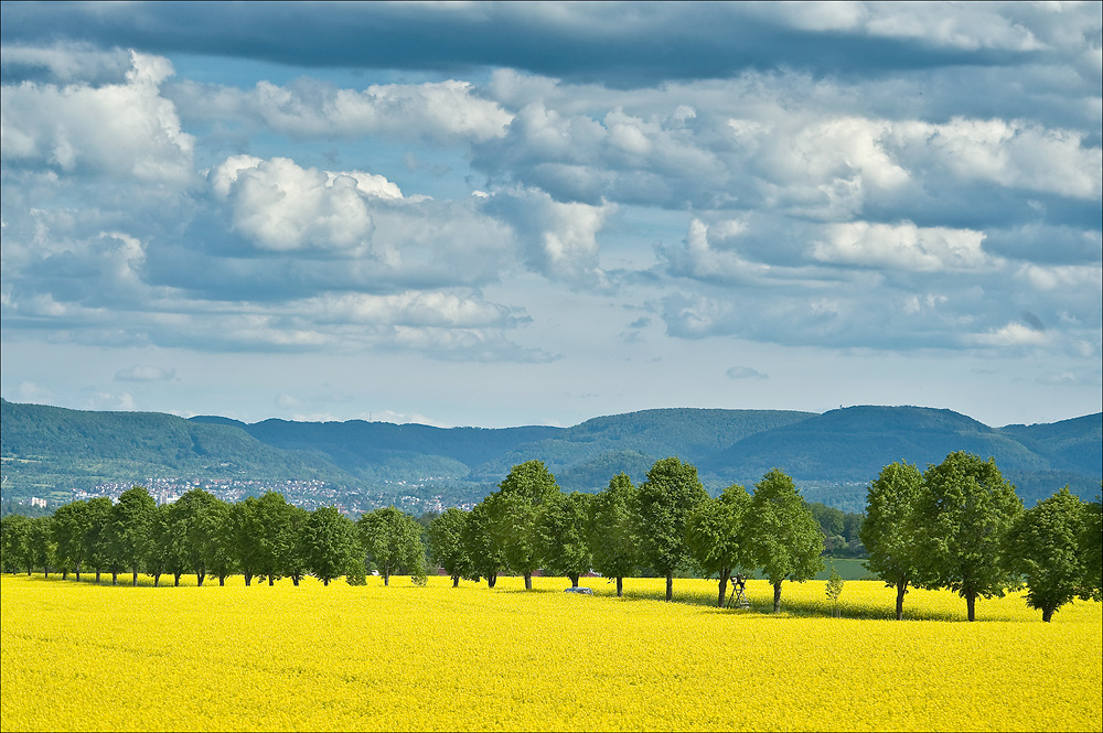Rapsfeld Foto & Bild | bäume, natur, landschaft Bilder auf fotocommunity