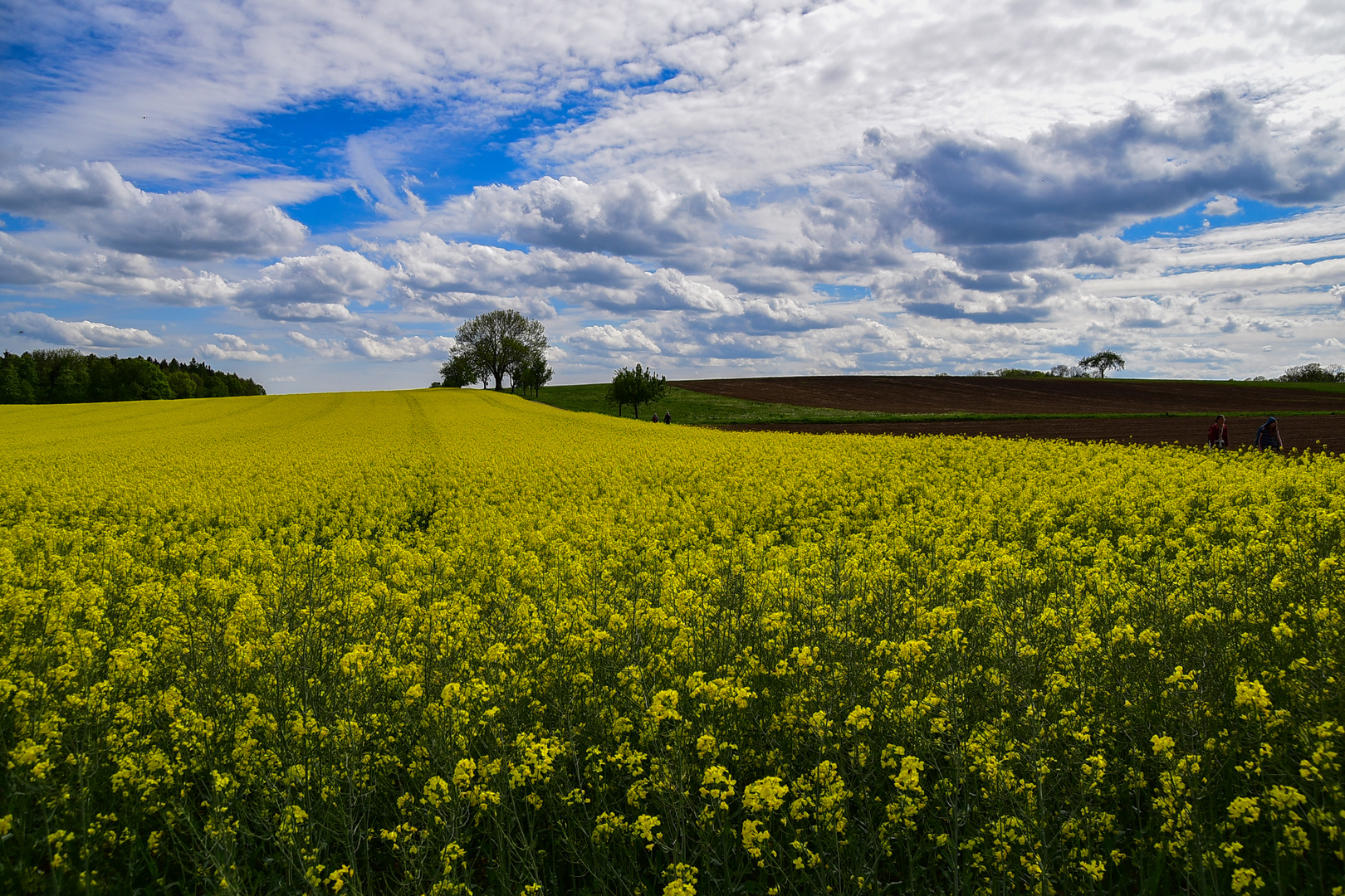 Rapsfeld II Foto & Bild | landschaft, zäune, bänke, wegweiser & co ...