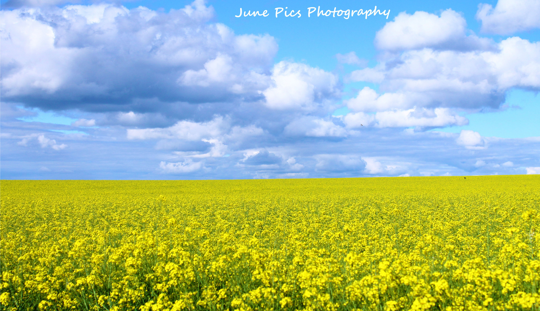 Rapsfeld im Frühjahr Foto & Bild | landschaft, Äcker, felder & wiesen ...