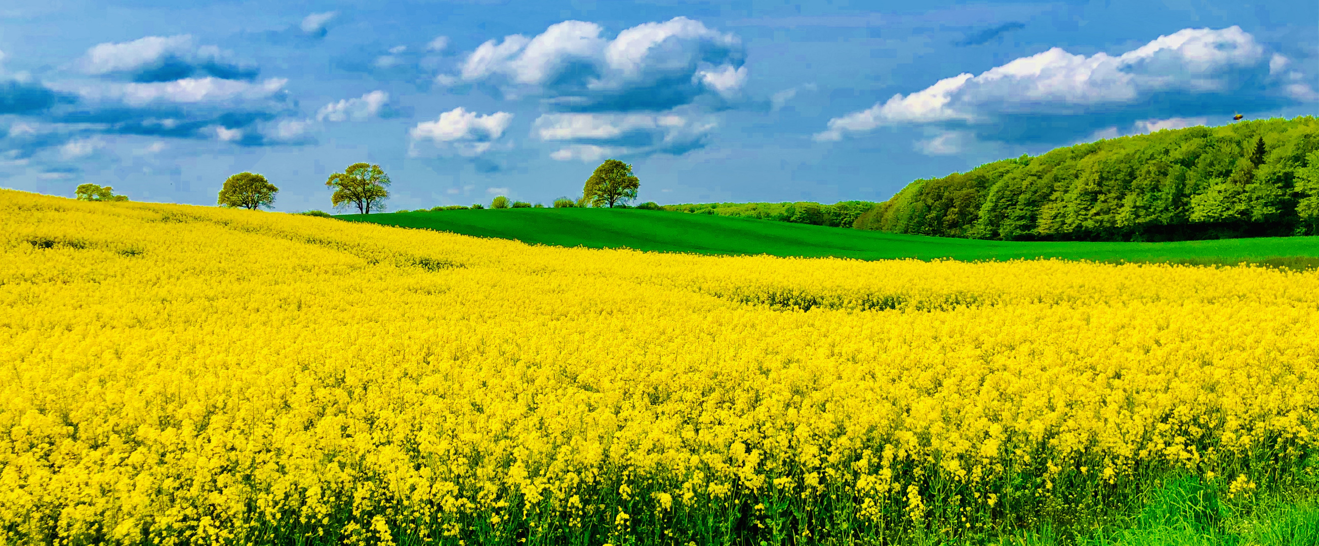 Rapsfeld im Grünen Foto & Bild | landschaft, landwirtschaft, schleswig ...
