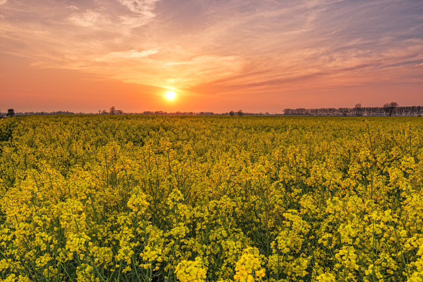 Rapsfeld im Sonnenuntergang Foto & Bild | landschaft, Äcker, felder ...