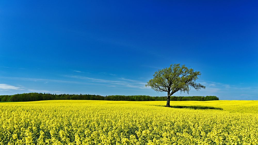 Rapsfeld mit Baum Foto & Bild | pflanzen, pilze & flechten, landschaft ...