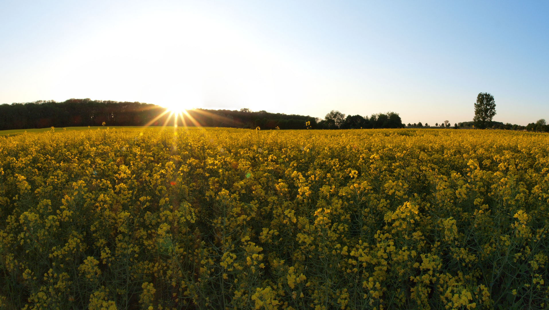 Rapsfeld Panorama 2 Foto & Bild | landschaft, Äcker, felder & wiesen ...