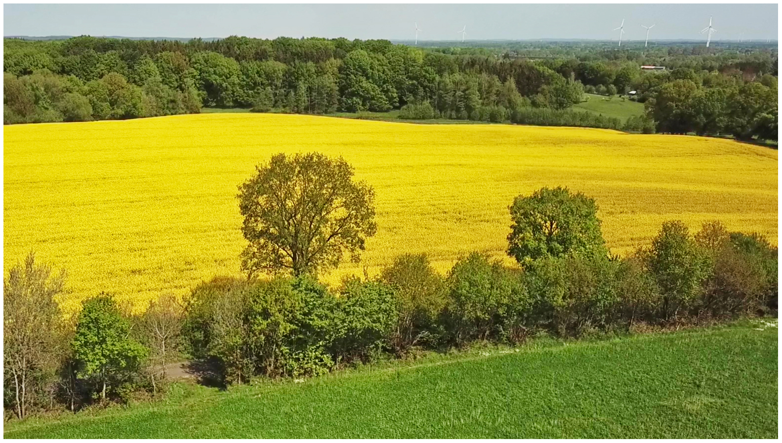 Rapsfeld von oben Foto & Bild | gelb, europa, landschaft Bilder auf ...