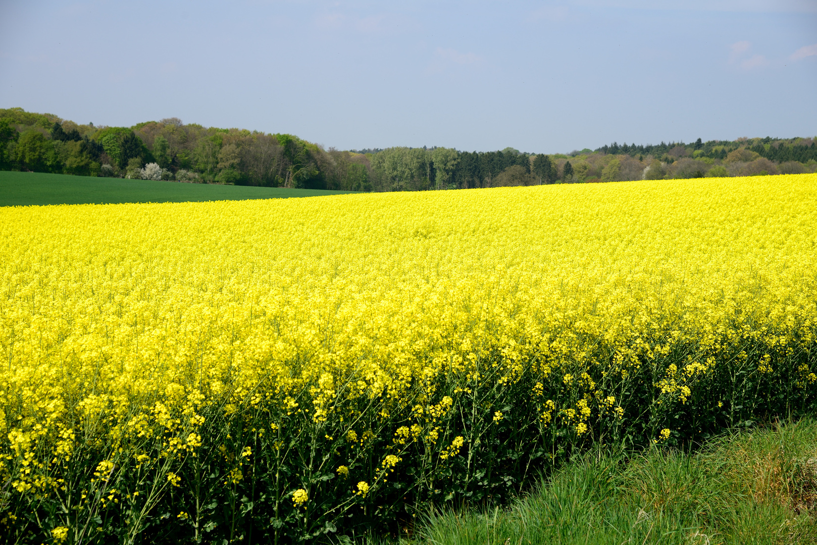 Rapsfeld_2 Foto & Bild | landschaft, Äcker, felder & wiesen, raps ...