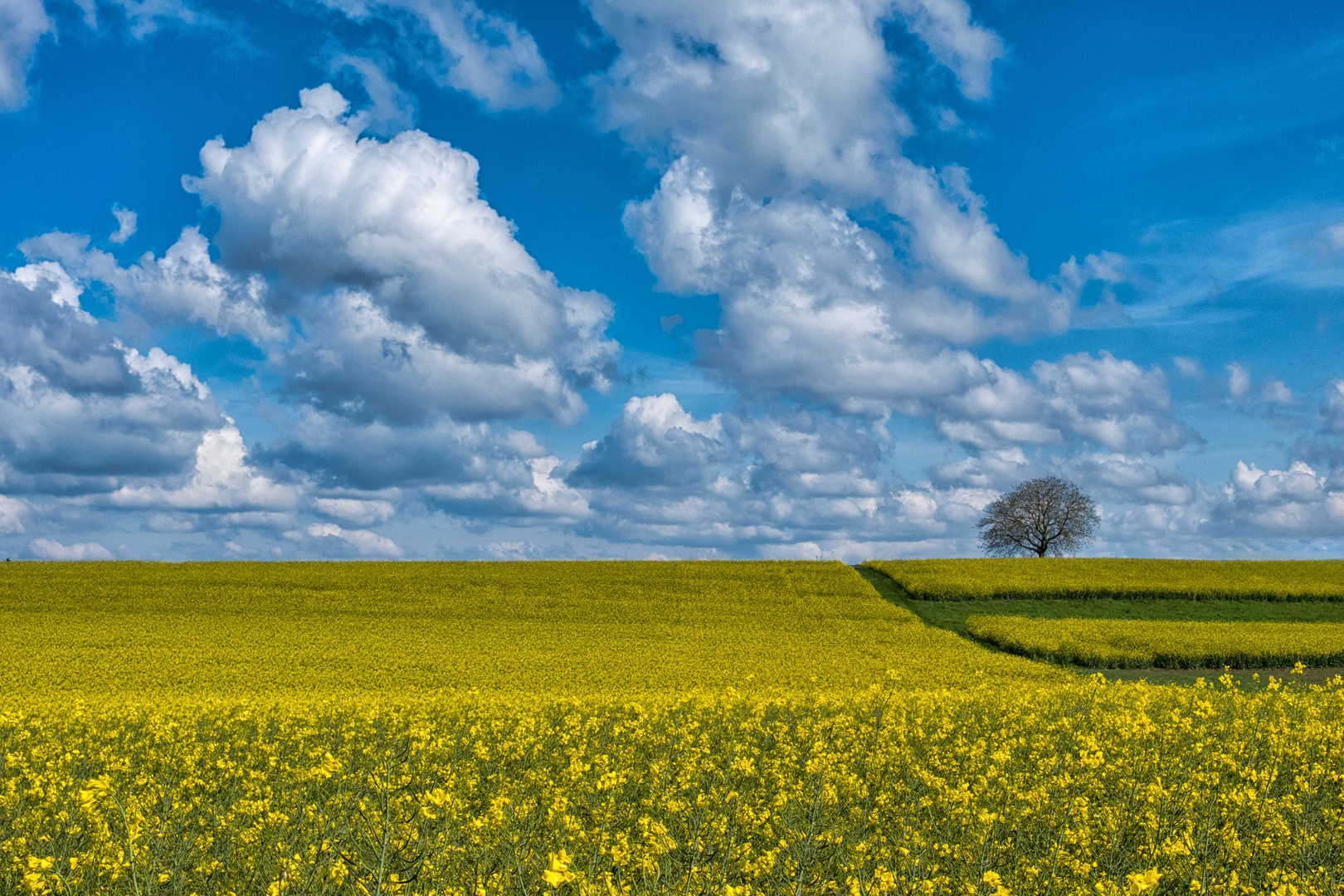 Rapsfelder Foto & Bild | landschaft, jahreszeiten, frühling Bilder auf ...