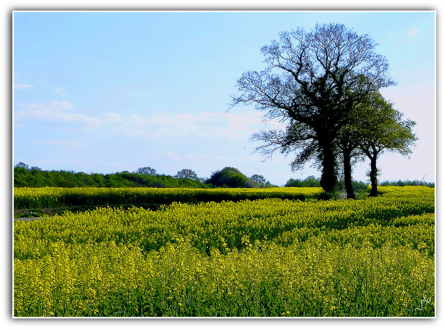 Rapsfelder Foto & Bild | natur, landschaft, blüten Bilder auf fotocommunity