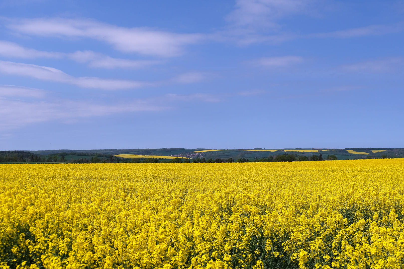 Rapsfelder Foto & Bild | landschaft, Äcker, felder & wiesen, raps ...