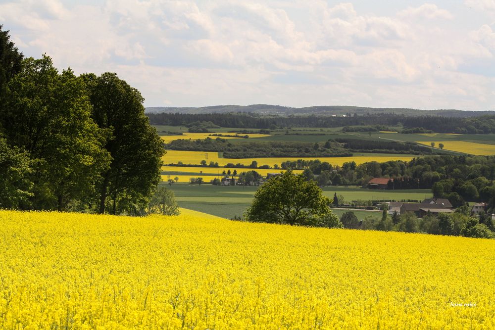 Rapsfelder Foto & Bild | natur, landschaft, pflanzen Bilder auf ...