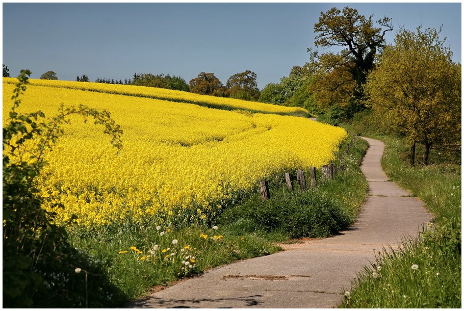 Rapsfelder an der Ostsee Foto & Bild | landschaft, Äcker, felder ...