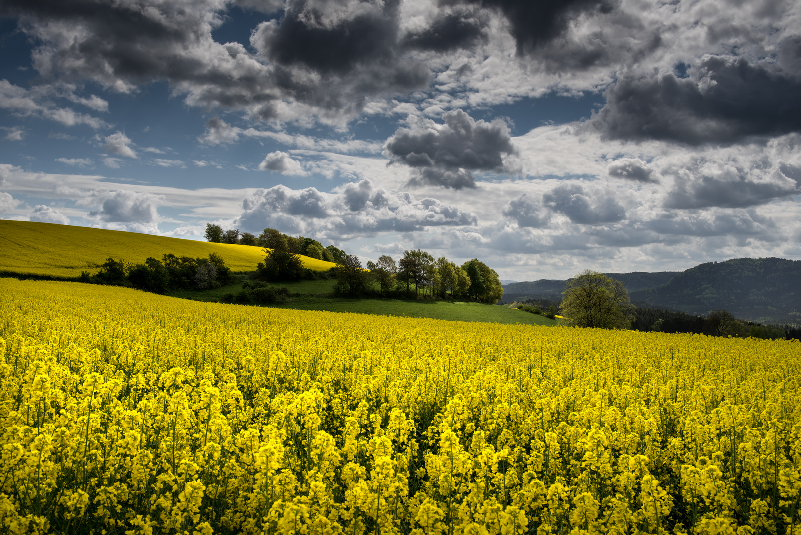 Rapsfelder... Foto & Bild | landschaft, Äcker, felder & wiesen, raps ...