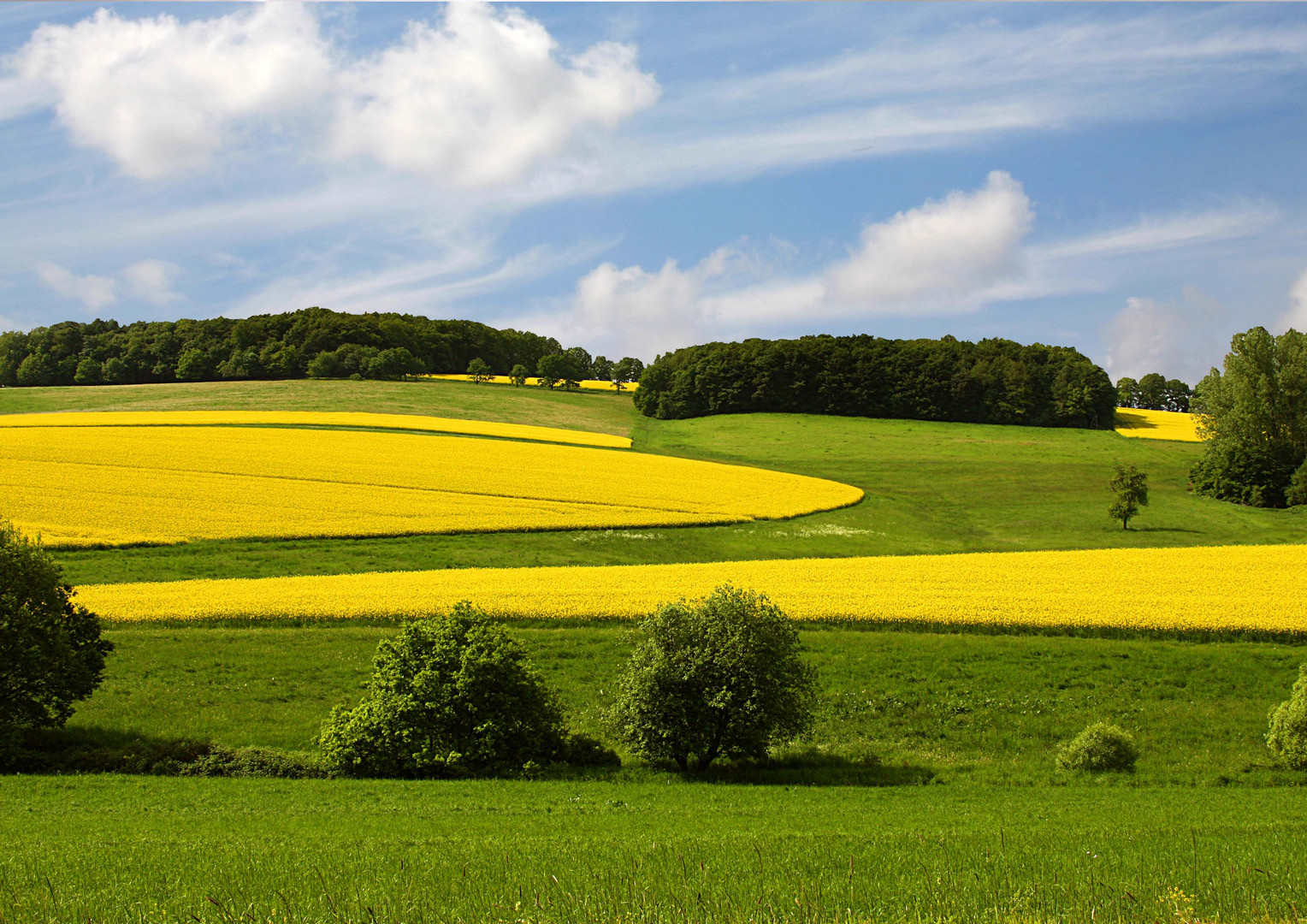 Rapsfelder Foto & Bild | landschaft, Äcker, felder & wiesen, raps ...