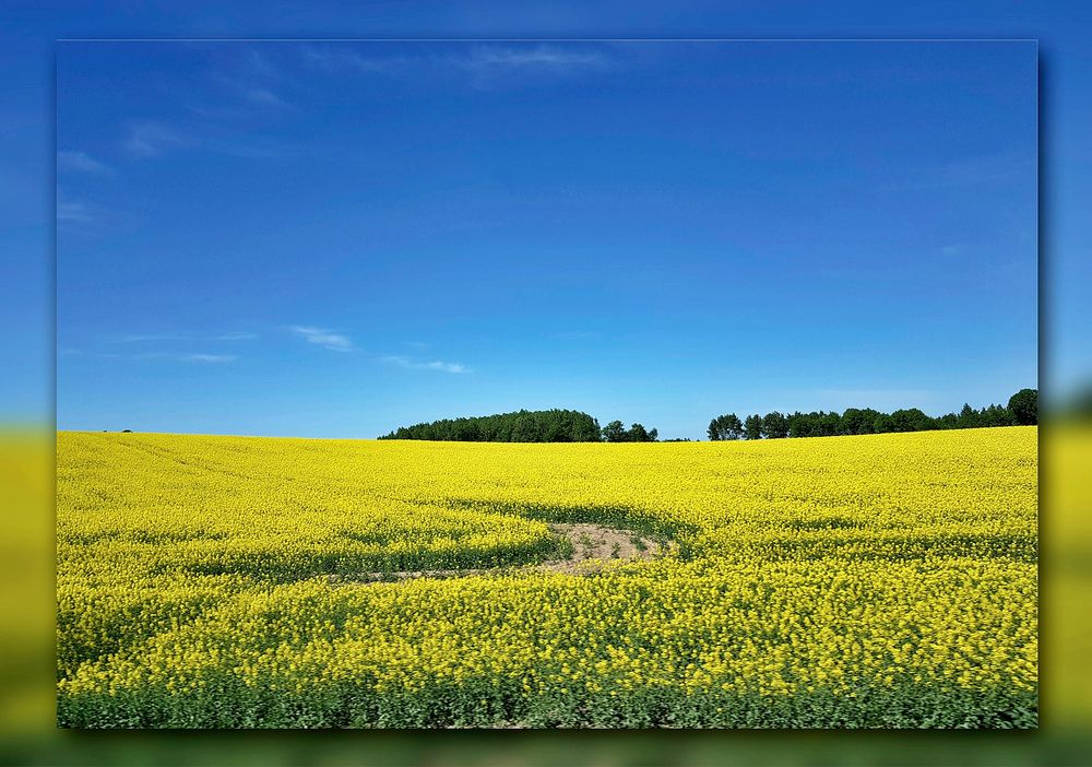 Rapsfelder Foto & Bild | frühling, natur, europa Bilder auf fotocommunity