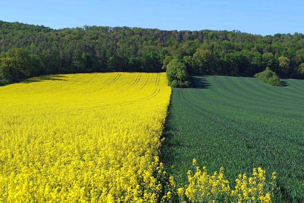 Rapsfelder Foto & Bild | jahreszeiten, frühling, fotos Bilder auf ...