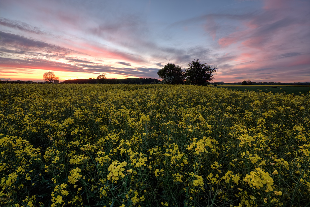 rapsfelder Foto & Bild | landschaft, Äcker, felder & wiesen, raps ...