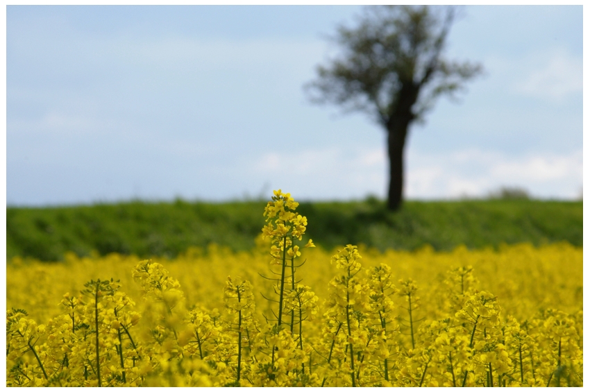 Rapsfelder Foto & Bild | landschaft, Äcker, felder & wiesen, raps ...