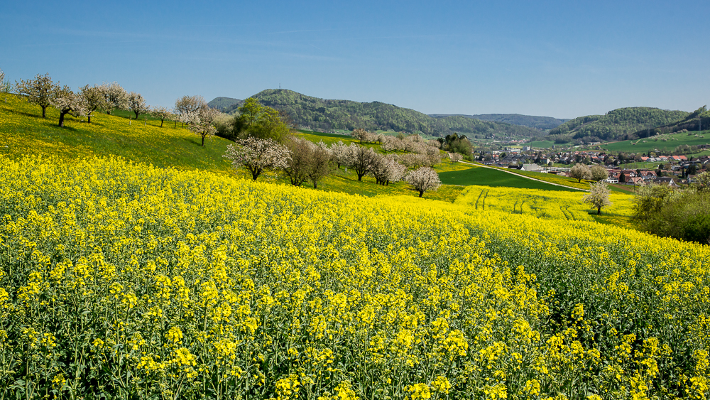 Rapsfelder im Fricktal Foto & Bild | landschaft, Äcker, felder & wiesen ...