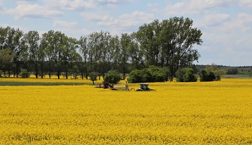 Rapsfelder in der Altmark Foto & Bild | natur, landschaft, jahreszeiten ...