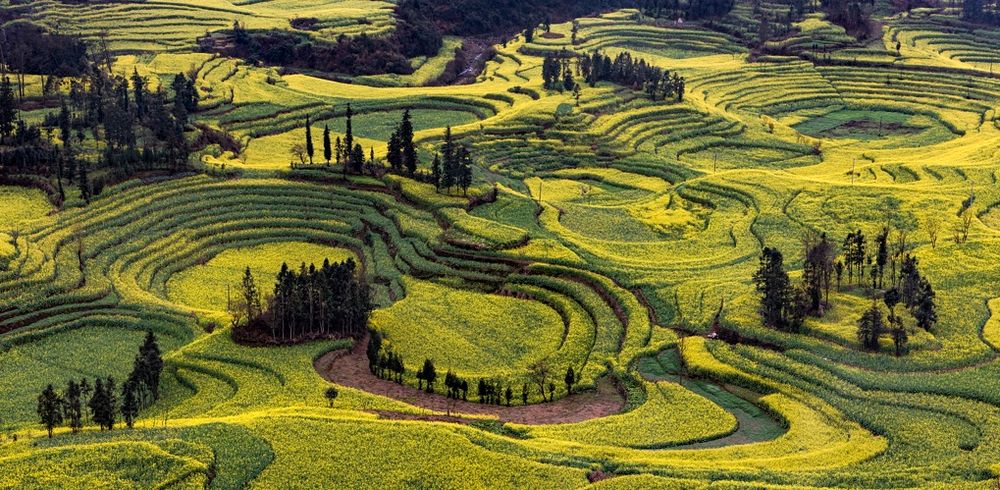 *Rapsfelder von Luoping* Foto & Bild | asia, china, east asia Bilder ...