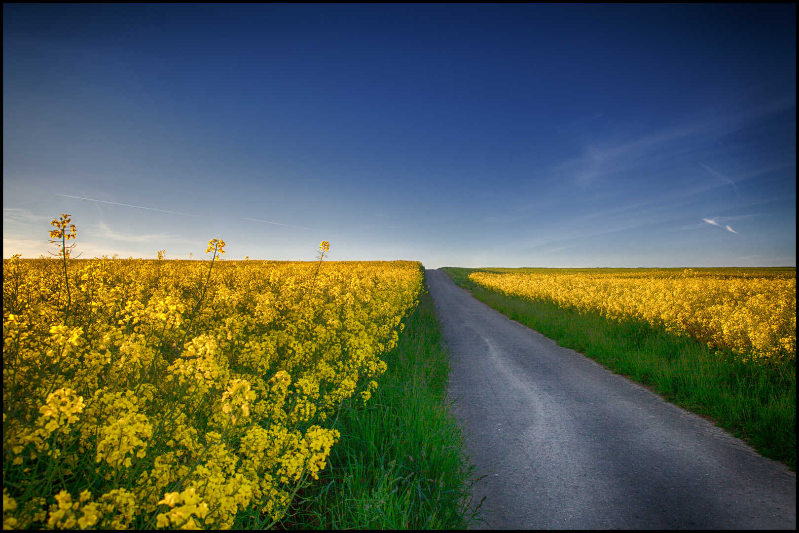 Rapsfelder, Weg Foto & Bild | landschaft, Äcker, felder & wiesen, wege ...