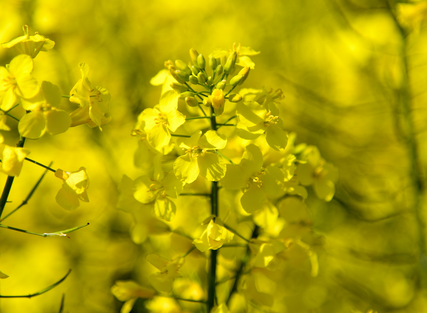 Rapspflanze Foto & Bild | landschaft, Äcker, felder & wiesen, raps ...