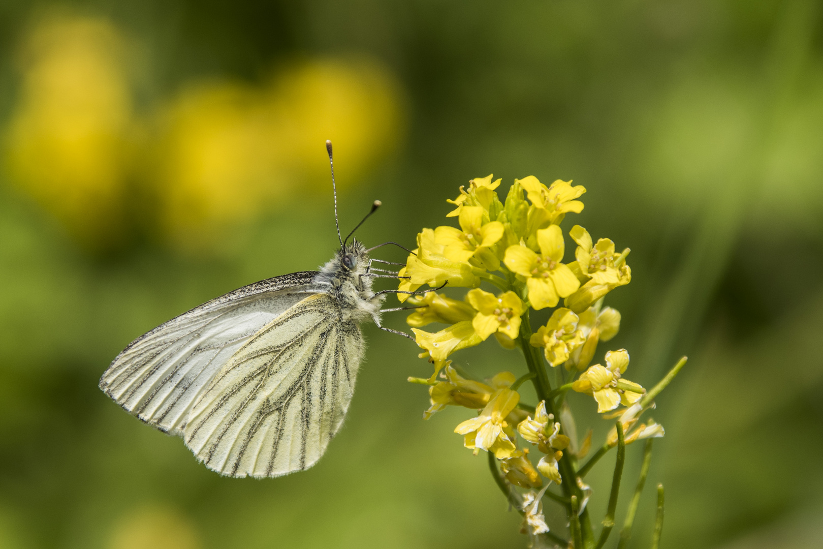 Rapsweißling Foto & Bild | fotos, natur, insekten Bilder auf fotocommunity