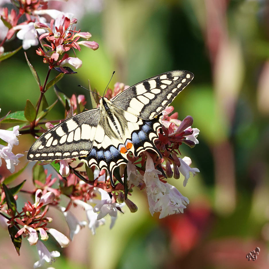 Rare cette année .... le machaon photo et image | macro nature, macro ...