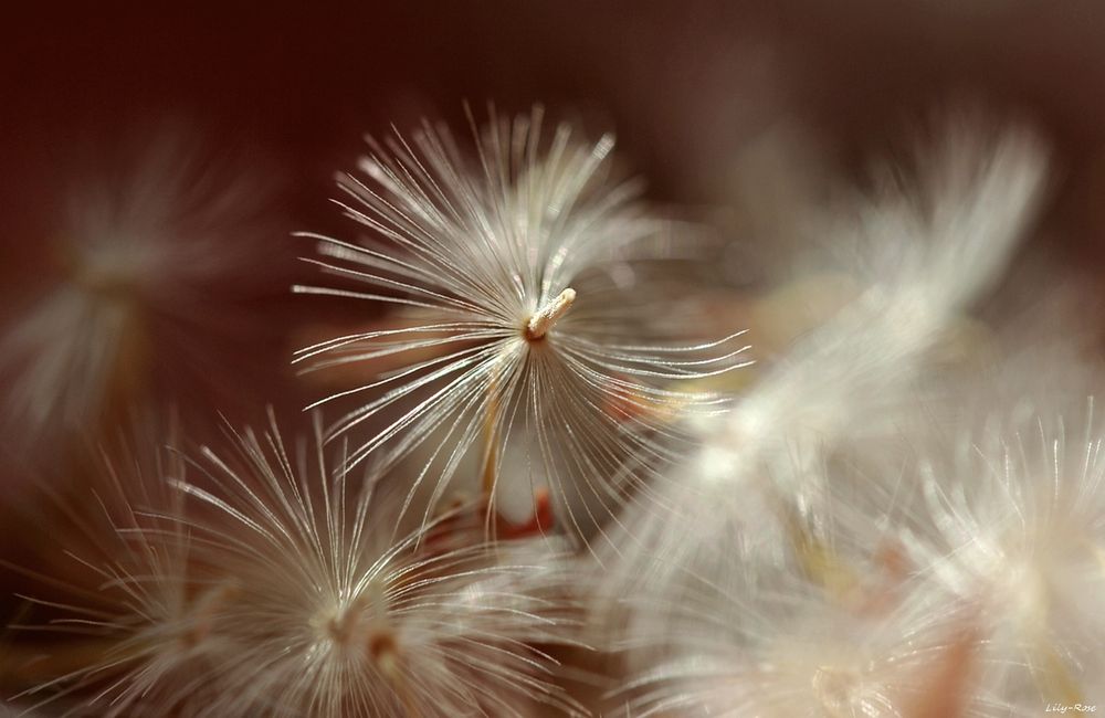 Ras Dard ... photo et image | nature, macro, fleurs Images fotocommunity