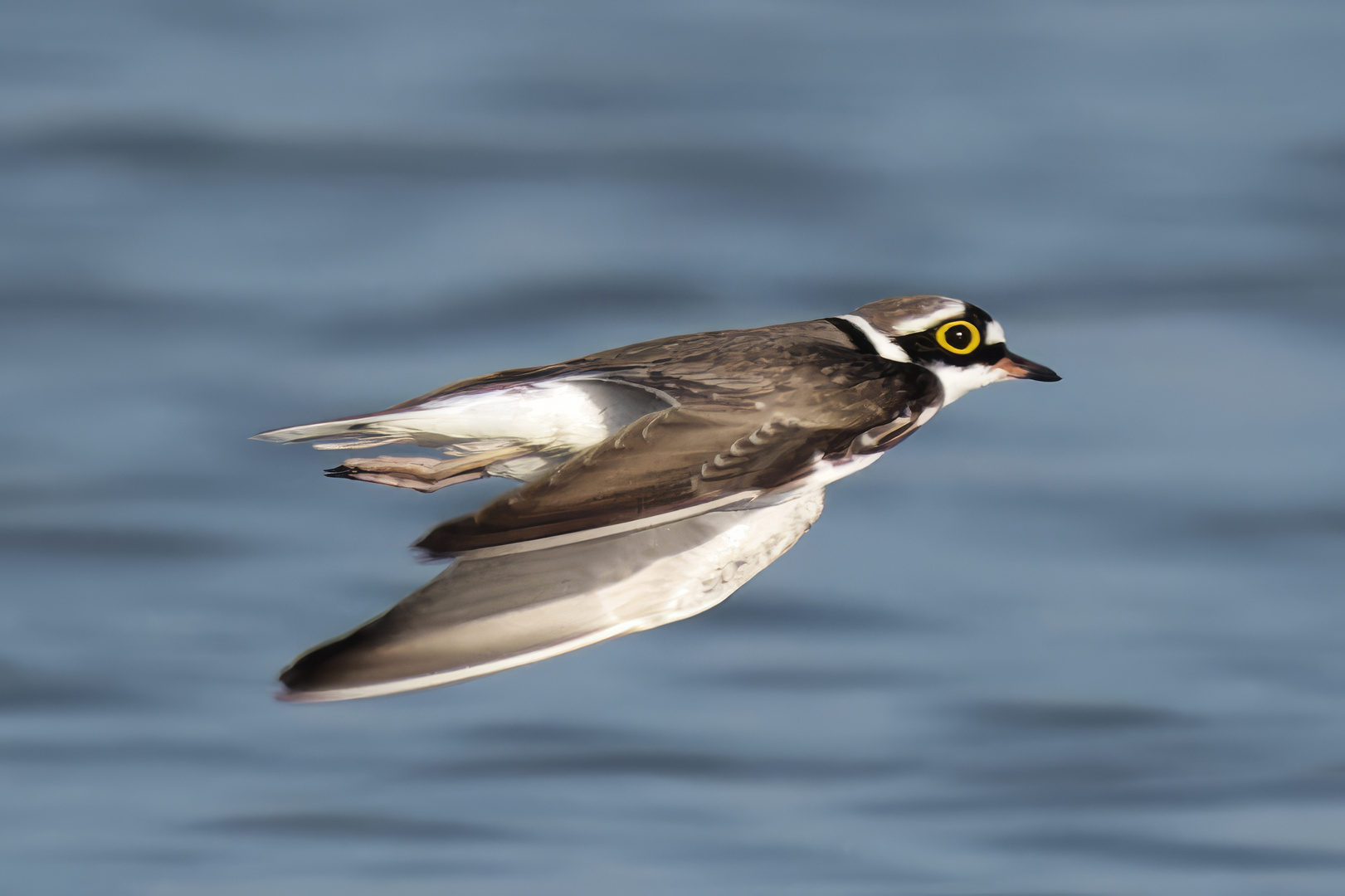 Rasanter Flieger Foto & Bild | tiere, wildlife, wild lebende vögel ...