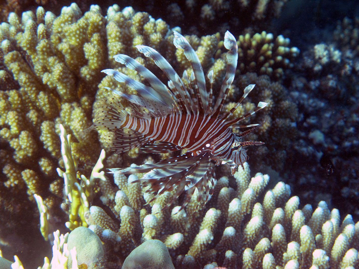 Rascasse volante photo et image | images sous-marines, nature Images ...
