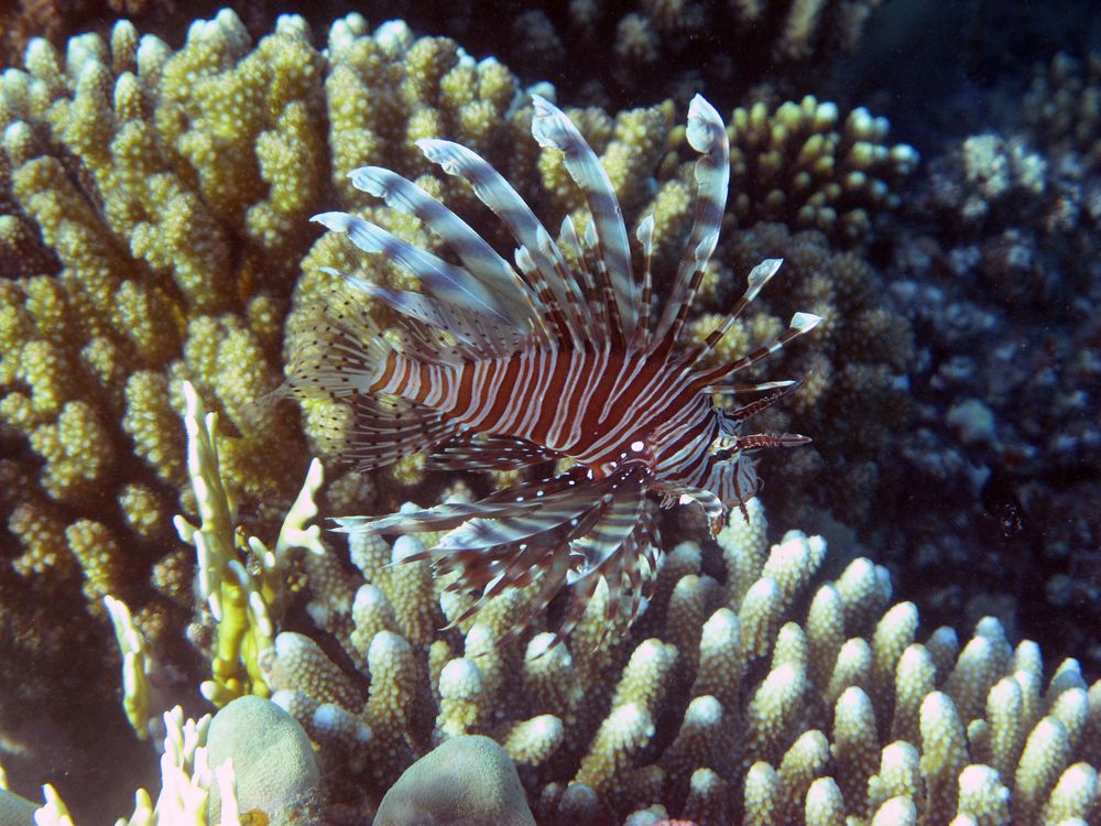Rascasse volante photo et image | images sous-marines, nature Images ...