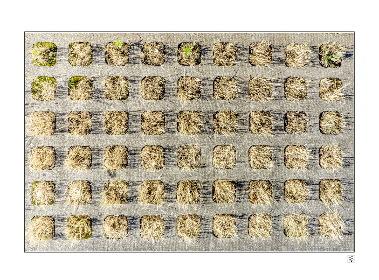 Rasensteine Foto & Bild | gelb, gras, detail Bilder auf fotocommunity