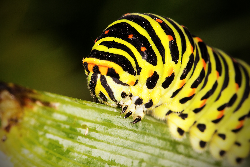 Raspel, raspel Foto & Bild | tiere, wildlife, insekten Bilder auf ...