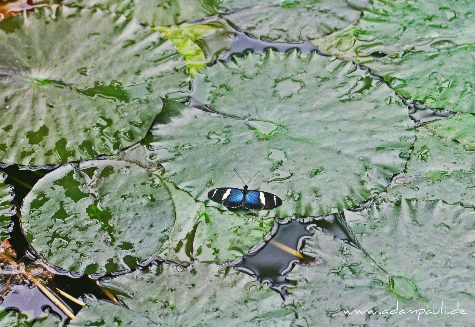 rast Foto & Bild | natur-makros, natur-kreativ, aufnahmetechniken ...