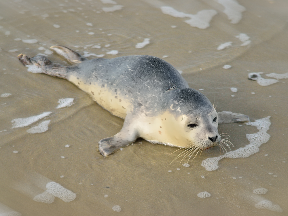 Rastende Robbe ! Foto & Bild | tiere, wildlife, säugetiere Bilder auf ...