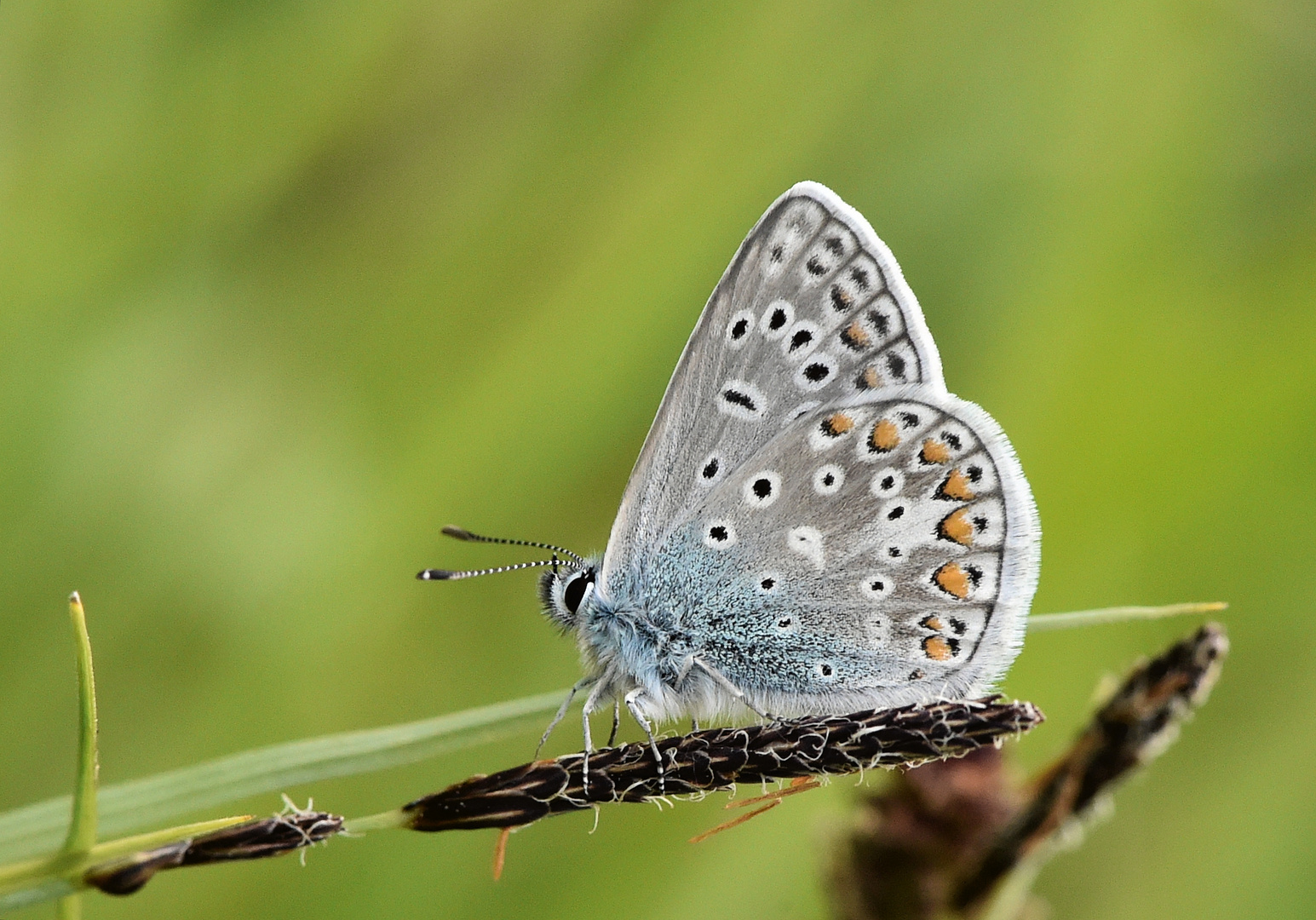 Rastloser Geselle Foto & Bild | makro, natur, tiere Bilder auf ...