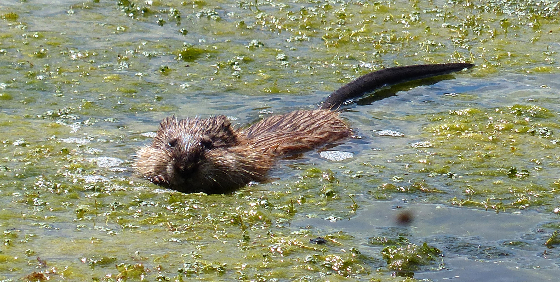 Rat d'eau... photo et image | animaux, animaux sauvages, rat musqué ...