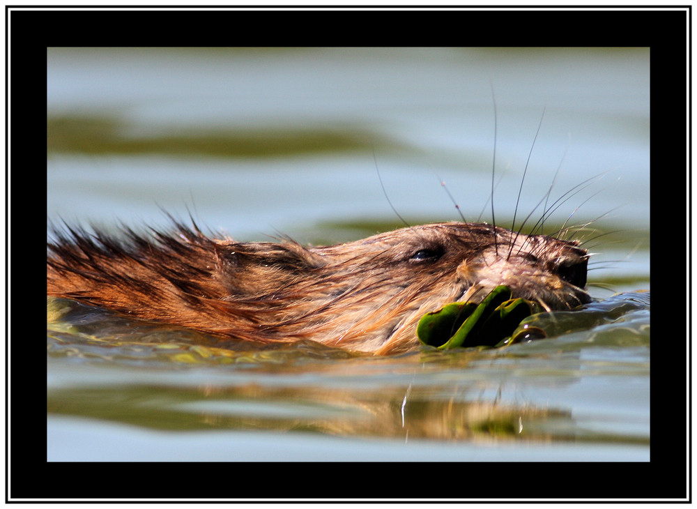 Rat Musqué photo et image | animaux, animaux sauvages, bovidés à l'état ...